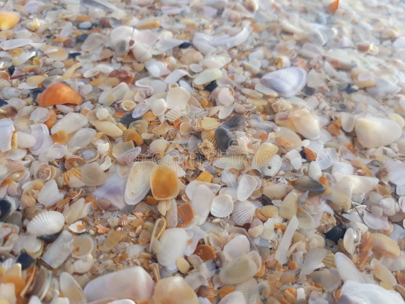 Shell on the Beach, Seashell on the Indian Ocean Beach, Indian Ocean ...