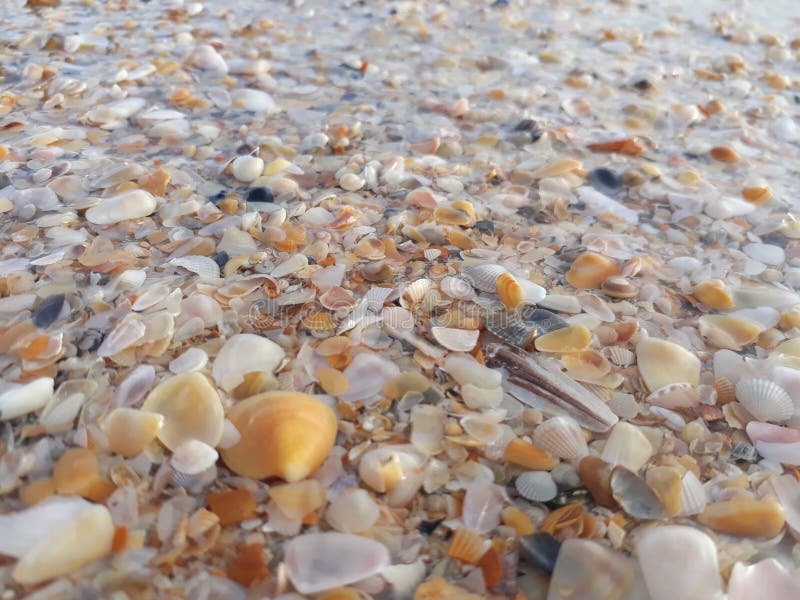 Shells Lie on the Old Map of the Indian Ocean Region. Stock Photo ...
