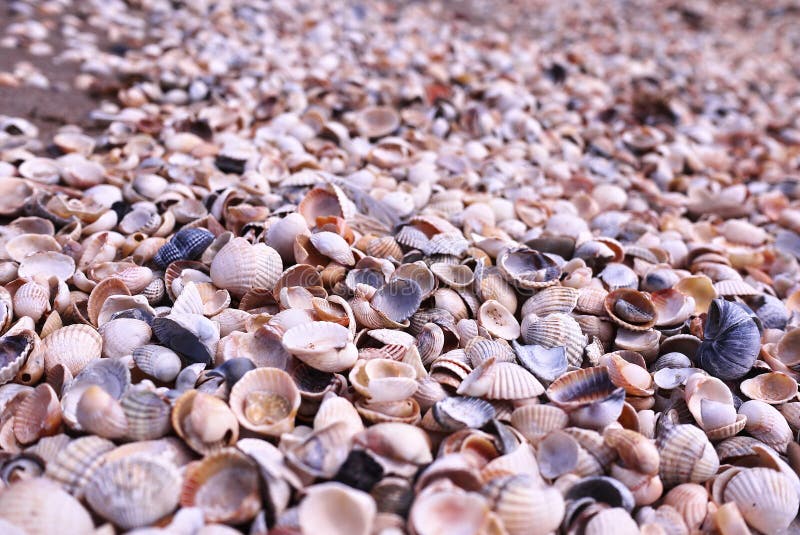 Seashells on the Beach in Sunny Weather. Details and Close-up Stock ...