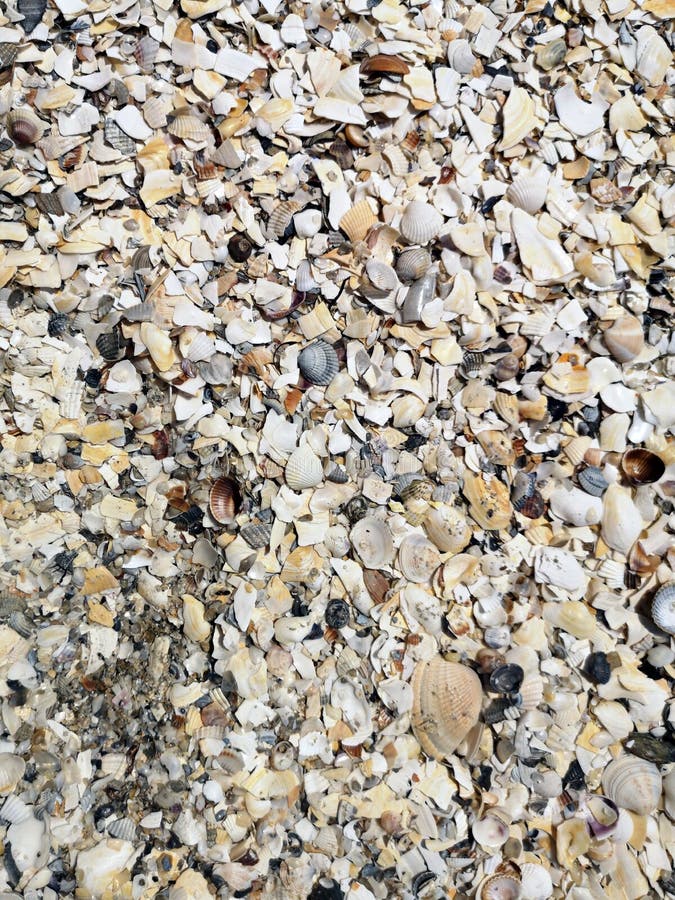Seashells on the beach stock photo. Image of shell, nature - 188787958