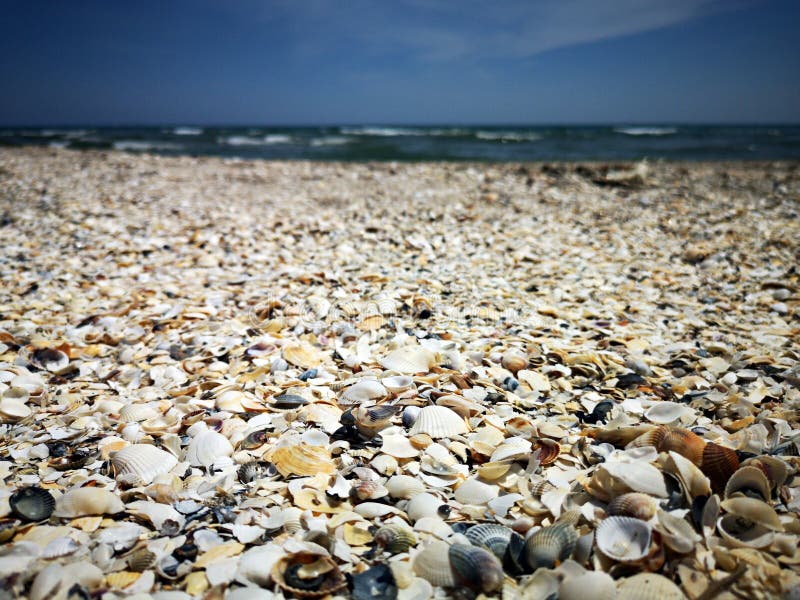 Seashells on the beach stock image. Image of pebble - 188787969