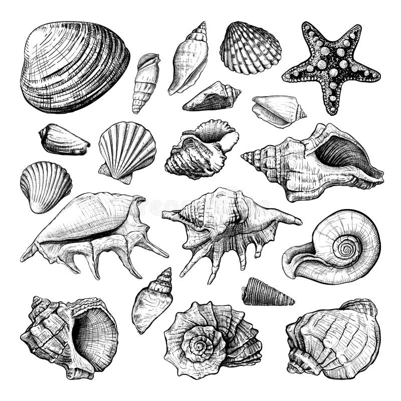Seashells sketch set stock vector. Illustration of nature - 117114217