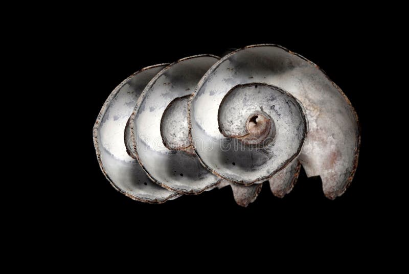 Seashell Section stock image. Image of isolated, kinds - 26118971