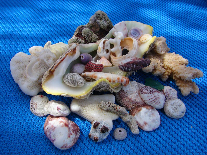 Seashells on blue stock image. Image of coral, variety - 6654757
