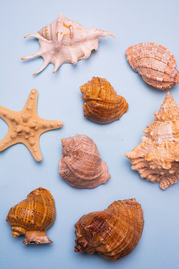 Seashells on a Blue Background . Large Seashells. Sea Shells Stock ...