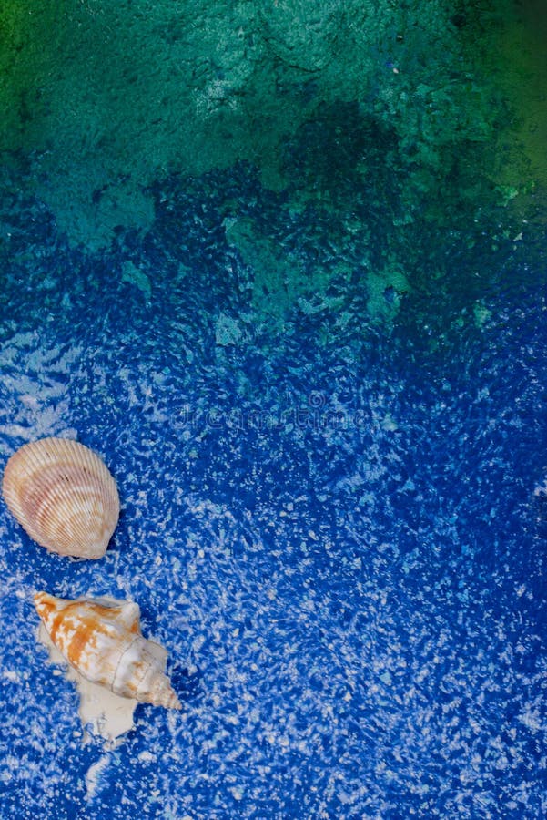 Seashells On Blue Sea Background Stock Photo - Image of marine ...