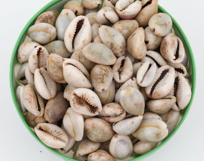 Seashells stock photo. Image of ocean, food, crustacean - 94704266