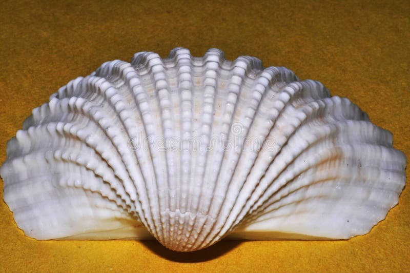 Seashells Cardium stock photo. Image of studio, shell - 339460830