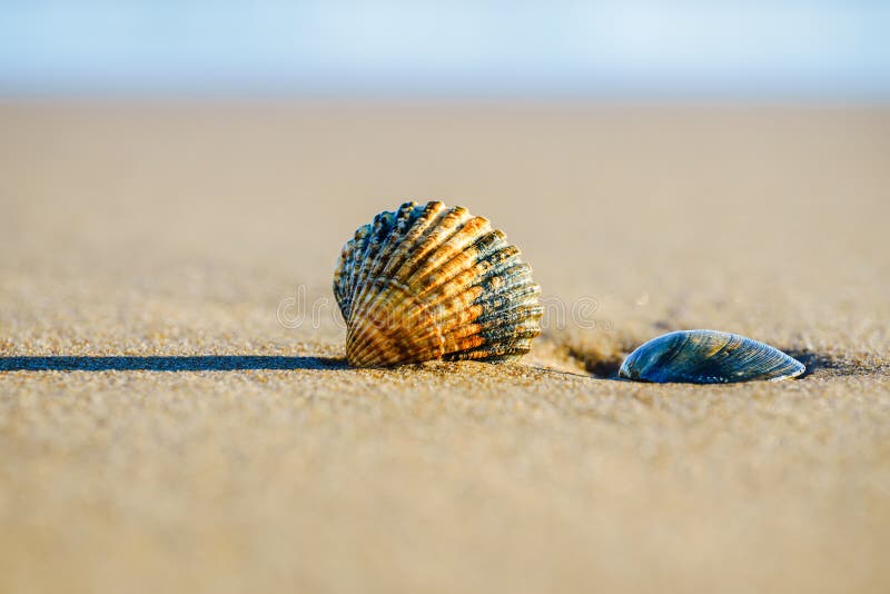 Two Seashells Resting on Smooth Sand Under the Bright Sunlight Stock ...