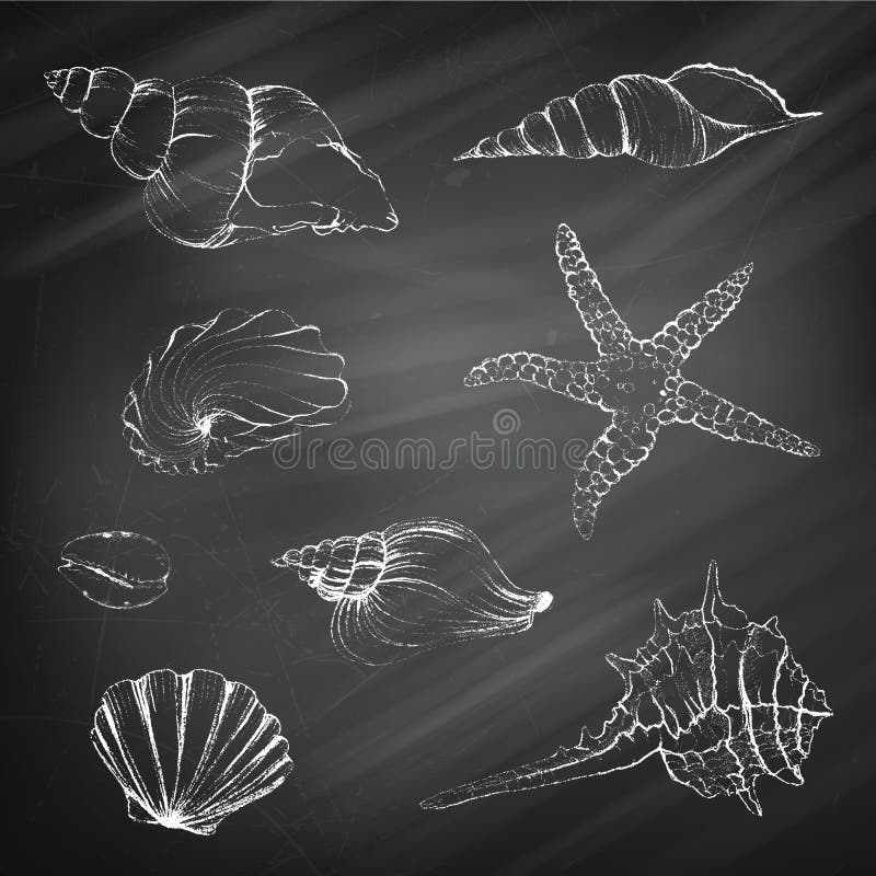 Seashells on a Chalkboard Background Stock Illustration - Illustration ...