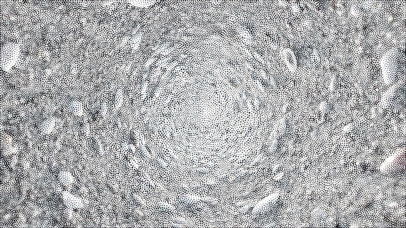 Seashells Circular Background Texture Stock Photo - Image of shells ...