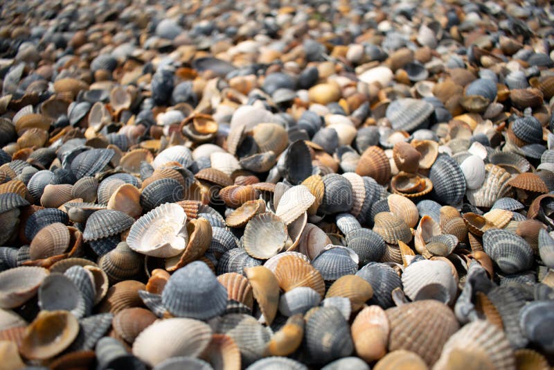 Seashells and Clams on Coastal Sands Stock Photo - Image of seascape ...