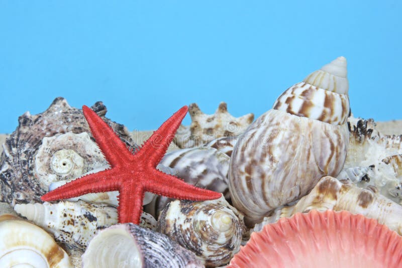 Seashells Close-up Picture. Image: 2624468