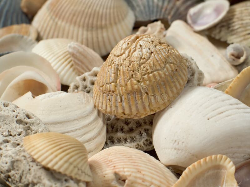 SeaShells Close-up stock photo. Image of texture, shells - 94646