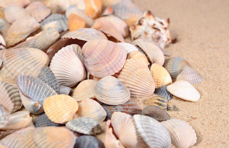 Seashells Close-up on a Beach Sand Stock Photo - Image of summer, shore ...