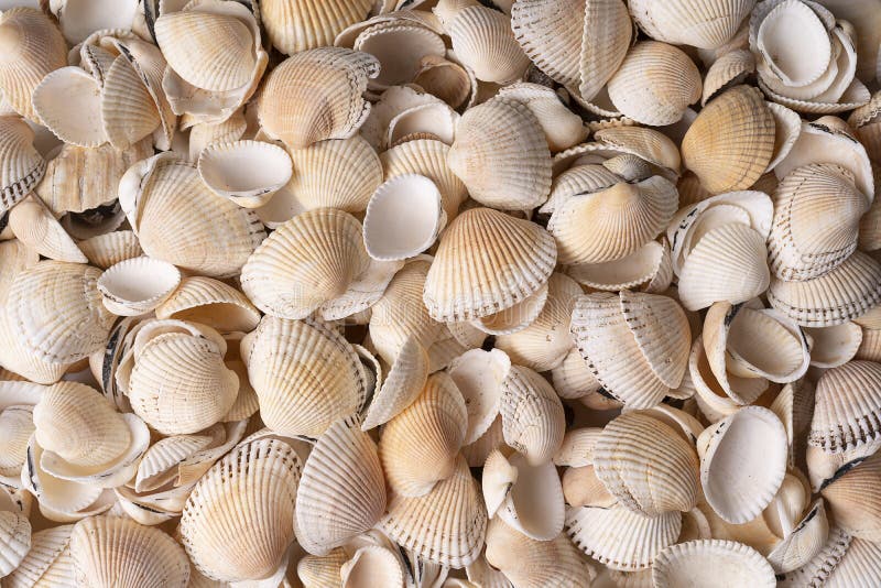 Seashells Close Up in High Resolution for Backdrop Stock Photo - Image ...