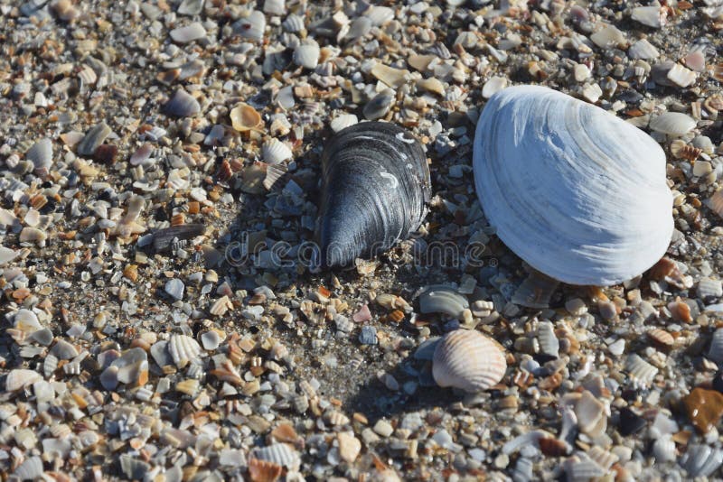 Seashells close-up stock photo. Image of maritime, seashell - 92182436