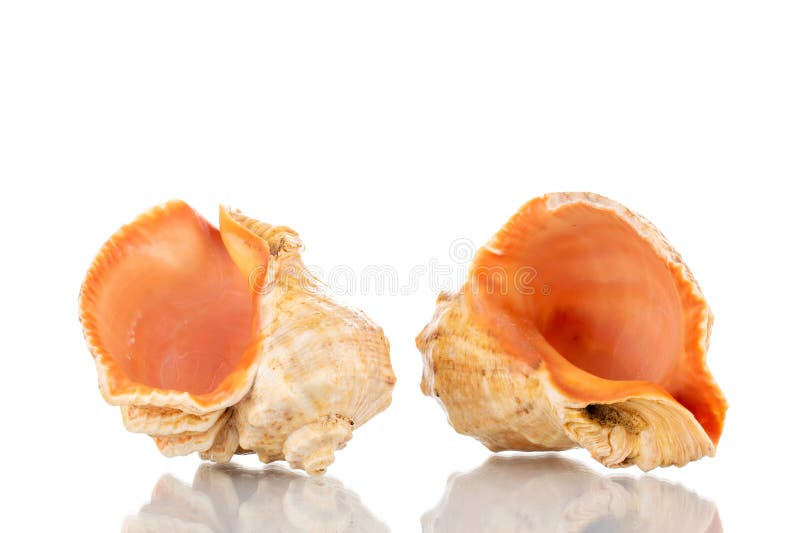 Seashells, Close-up, Isolated on White and Top View. Stock Illustration ...