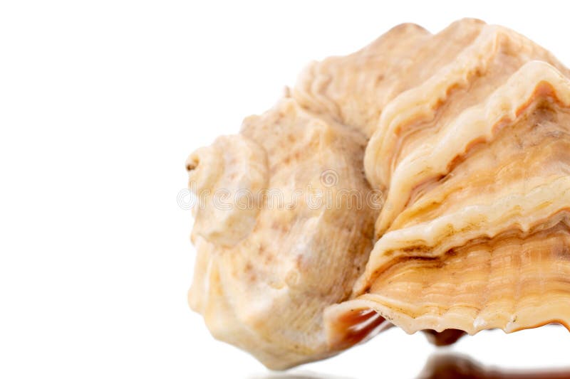 Seashells, Close-up, Isolated on White and Top View. Stock Illustration ...