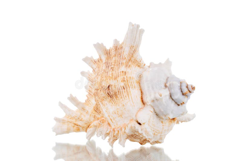 Seashells, Close-up, Isolated on White and Top View. Stock Illustration ...