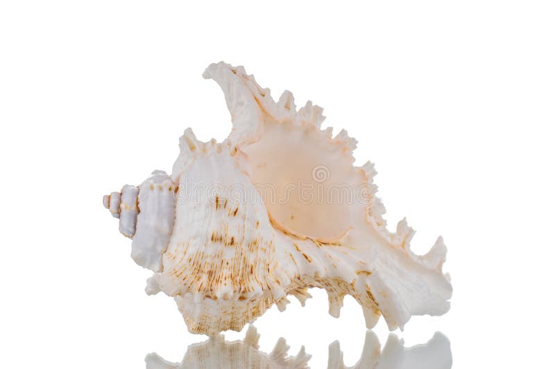 Seashells, Close-up, Isolated on White and Top View. Stock Illustration ...