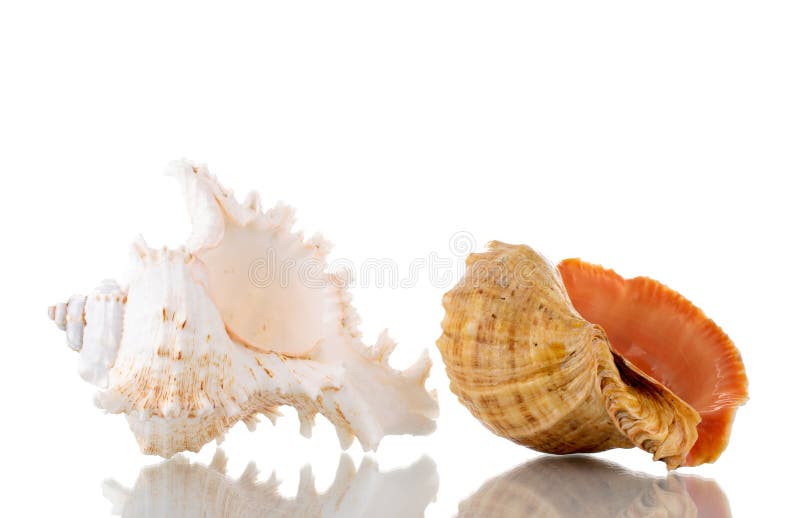 Seashells, Close-up, Isolated on White and Top View. Stock Illustration ...
