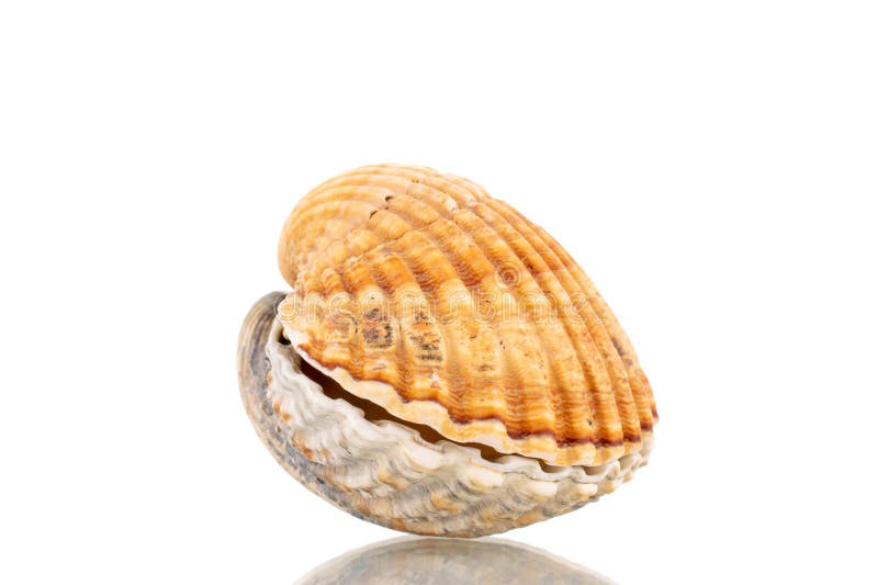 Seashells, Close-up, Isolated on White and Top View. Stock Illustration ...