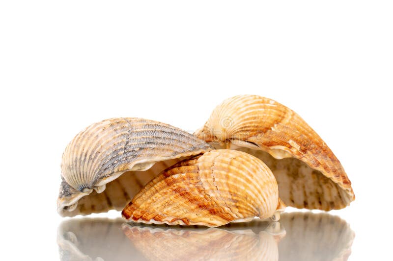 Seashells, Close-up, Isolated on White and Top View. Stock Illustration ...