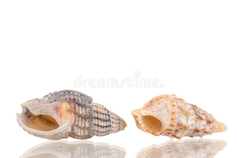 Seashells, Close-up, Isolated on White and Top View. Stock Illustration ...