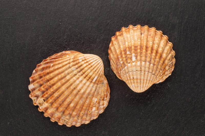 Seashells, Close-up, Isolated on White and Top View. Stock Image ...