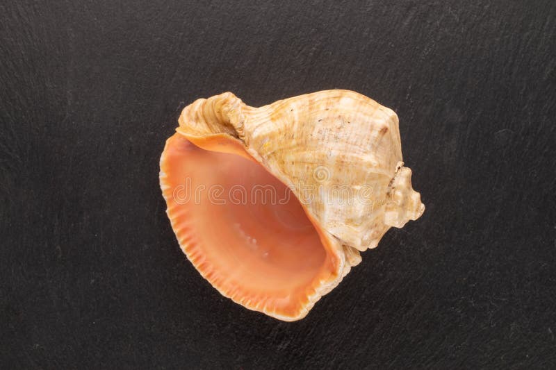 Seashells, Close-up, Isolated on White and Top View. Stock Image ...
