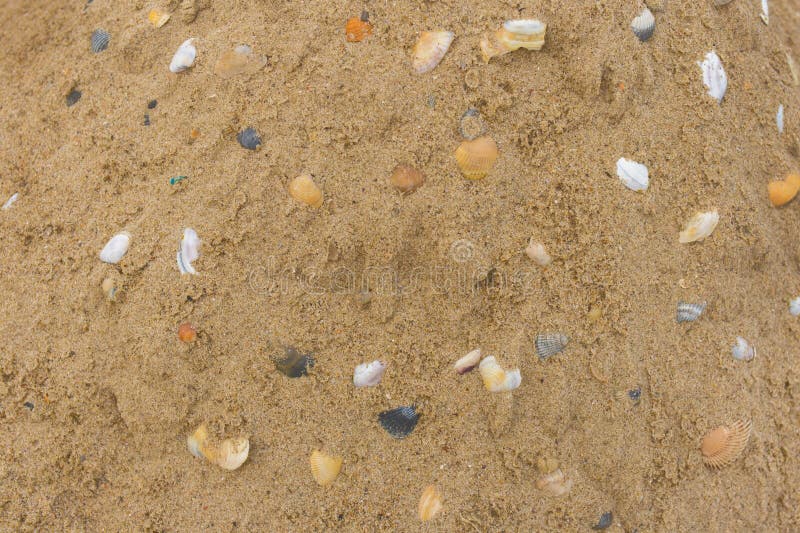 Seashells Close-up Marine Sea Object on Beach Sand Close-up Stock Photo ...