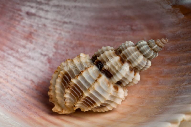 Seashells closeup stock photo. Image of single, nobody - 21936598
