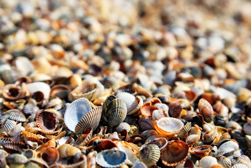 Seashells closeup stock photo. Image of background, colorful - 25250420