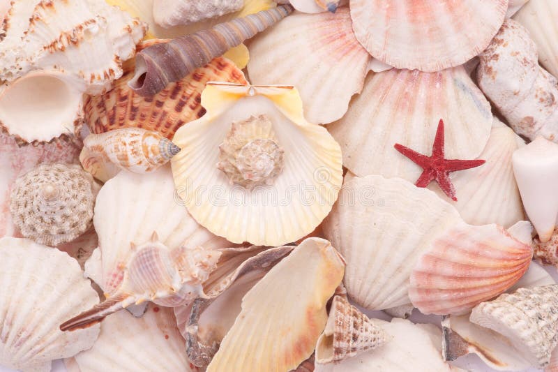 Seashells in closeup stock photo. Image of aquarium, biology - 9017706
