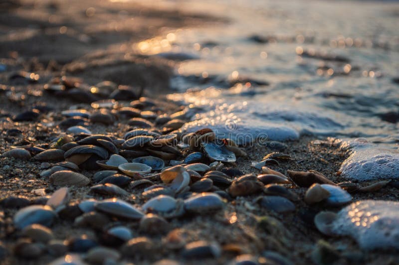 Seashells Closeup on the Shore of Sea with Blur during Sunset Stock ...