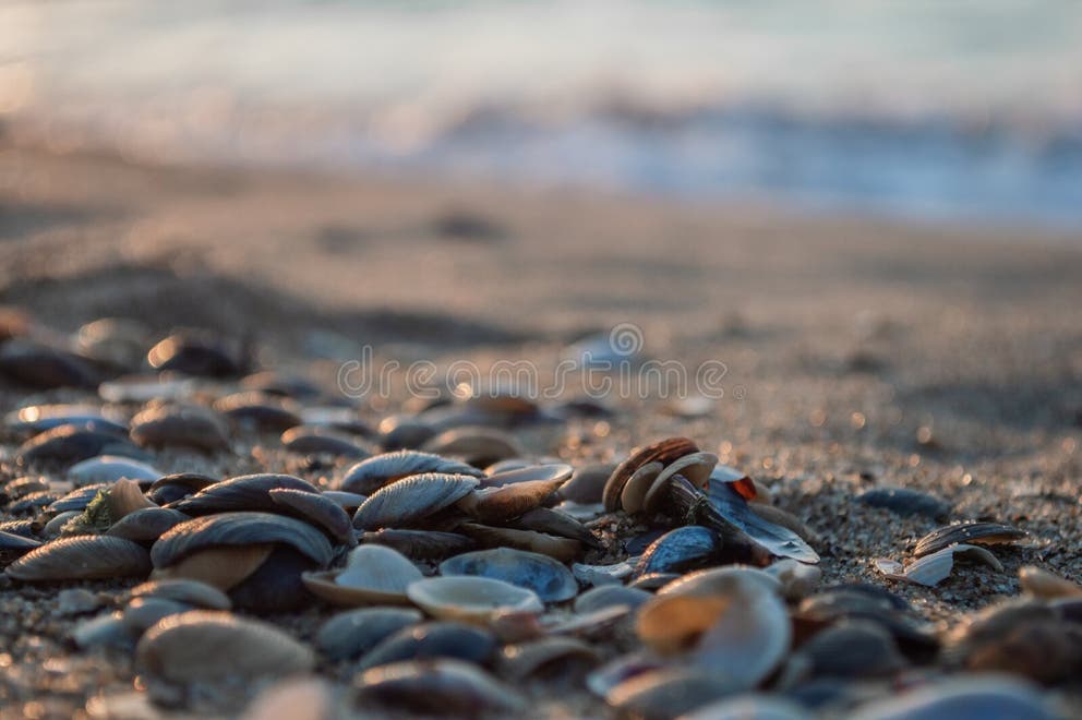 Seashells Closeup on the Shore of Sea with Blur during Sunset Stock ...