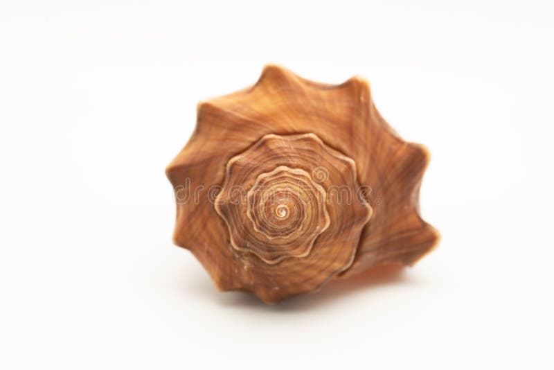 Seashells Closeups from Around the Word Showing Fine Details and ...