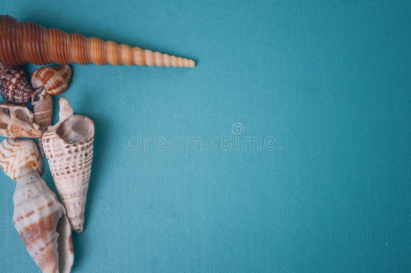 Seashells Clustered in Corner on a Large Teal Background Stock Photo ...