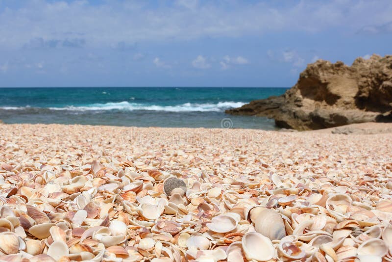 Shell on the beach stock image. Image of sunrise, focus - 76738045