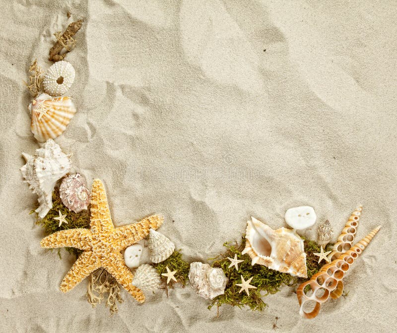 1,100+ Seashells Free Stock Photos - StockFreeImages