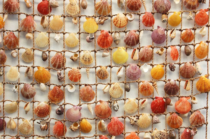 Seashells collection stock photo. Image of assorted, starfish - 17890582