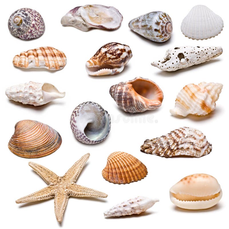 Shell Collection, isolated stock image. Image of shell - 3359727