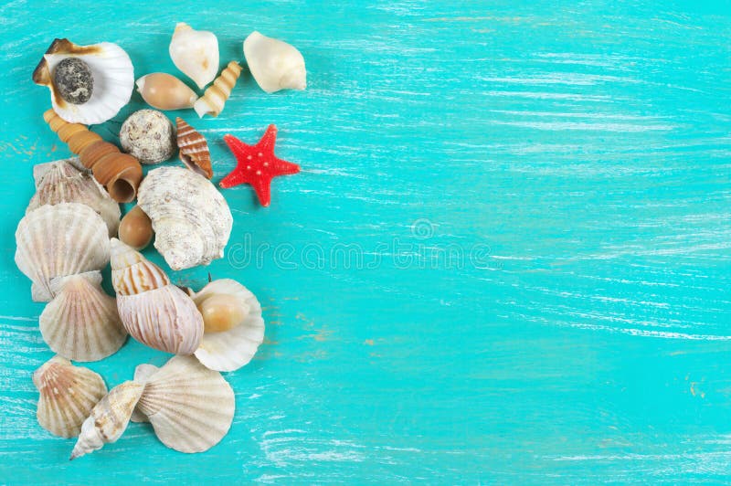 Seashells collection stock image. Image of collection - 4635813