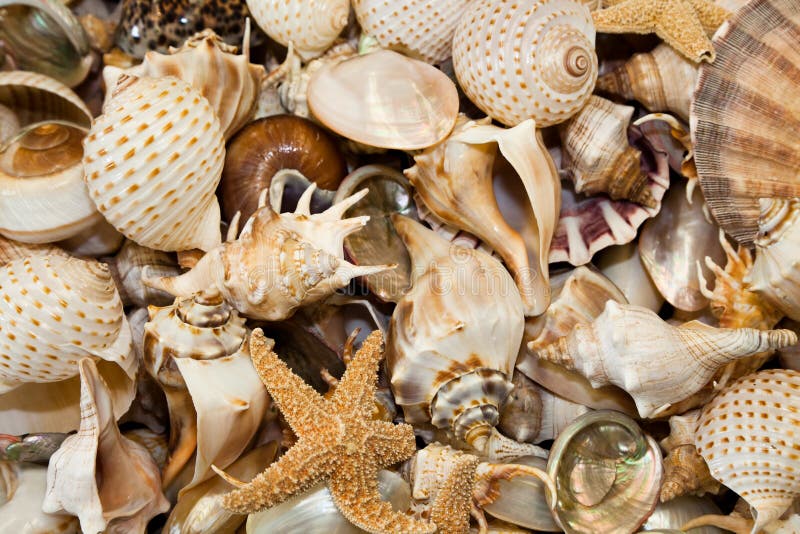 Seashells collection stock image. Image of collection - 4635813