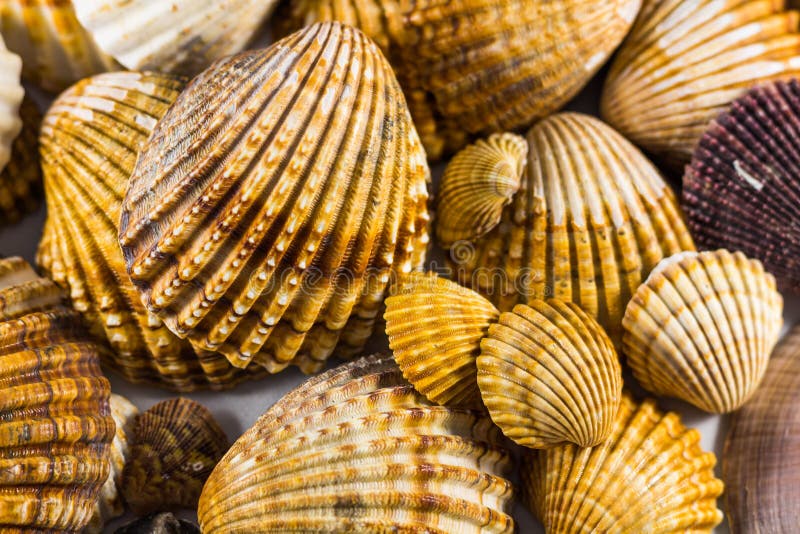 Seashells collection stock image. Image of collection - 4635813