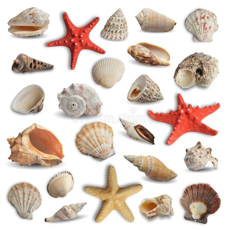 1,100+ Seashells Free Stock Photos - StockFreeImages