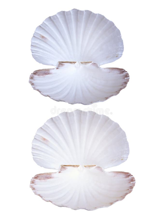 Seashells stock image. Image of shells, underwater, marine - 31421689