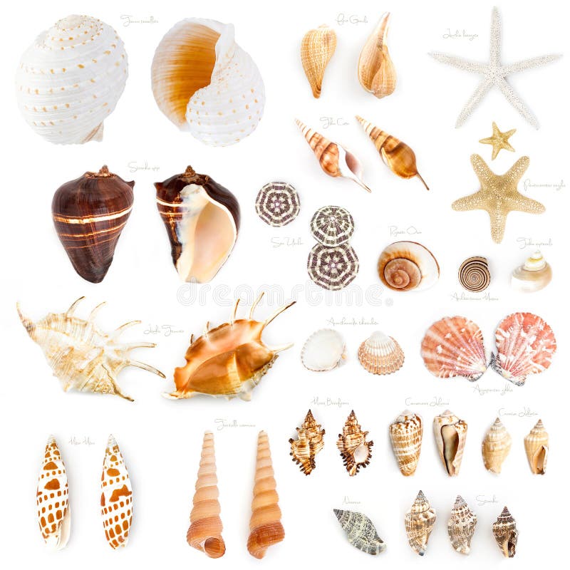 Seashells collection stock image. Image of collection - 4635813