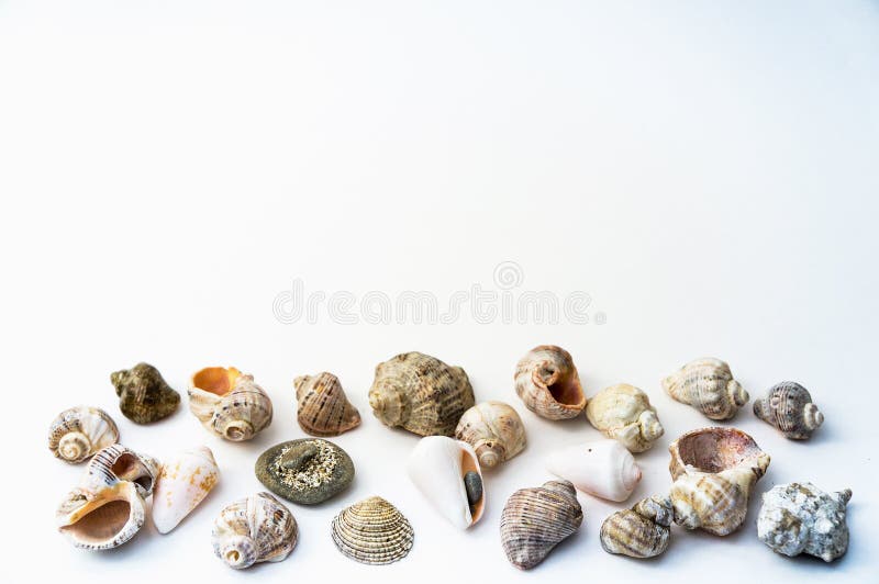 Seashells Collection on the White Stock Image - Image of group ...